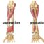Forearm Supination - Anatomy, Function & Origin & Structure